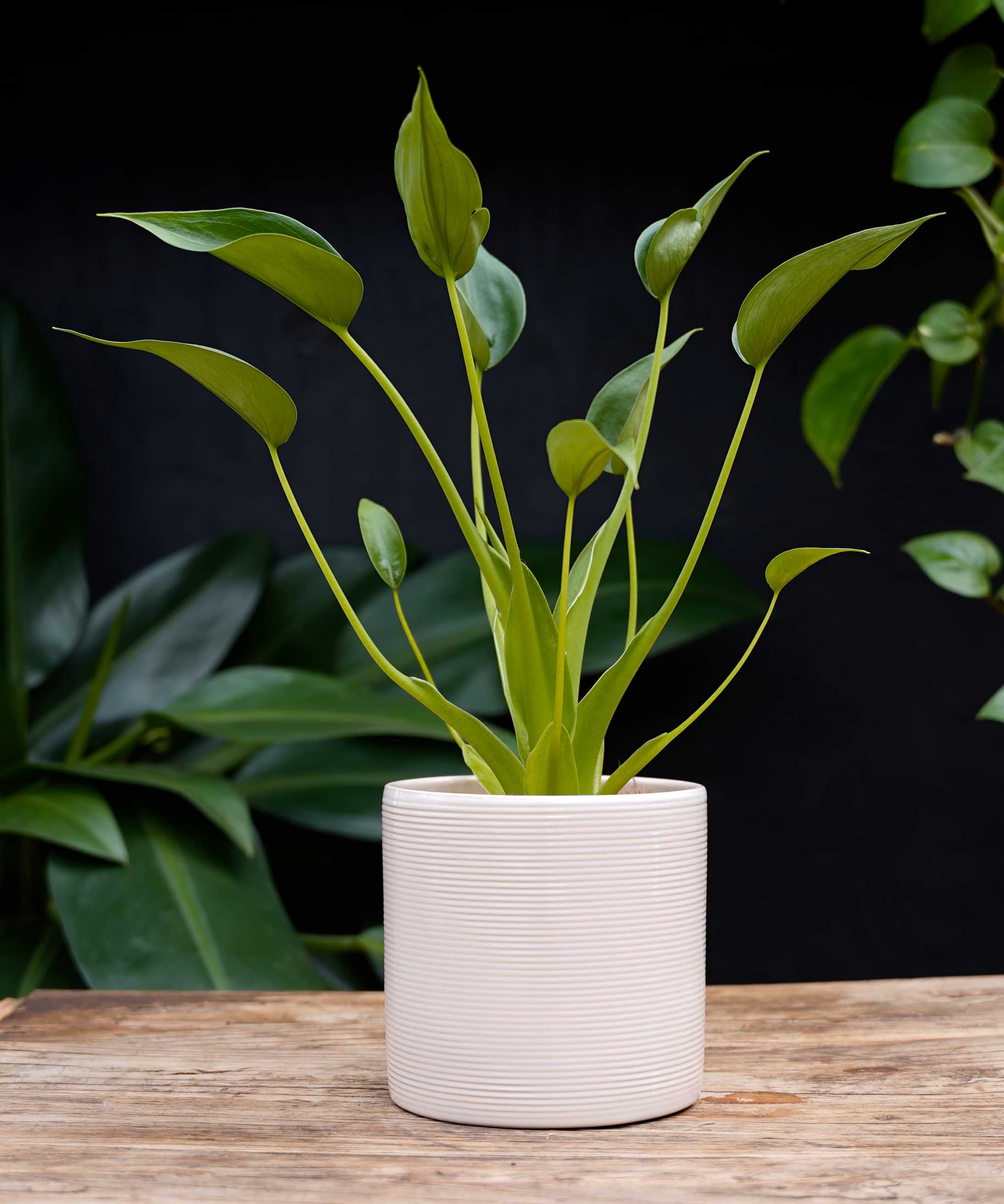 Alocasia Tiny Dancer met pot naar keuze kopen | INTENZ® – intenz