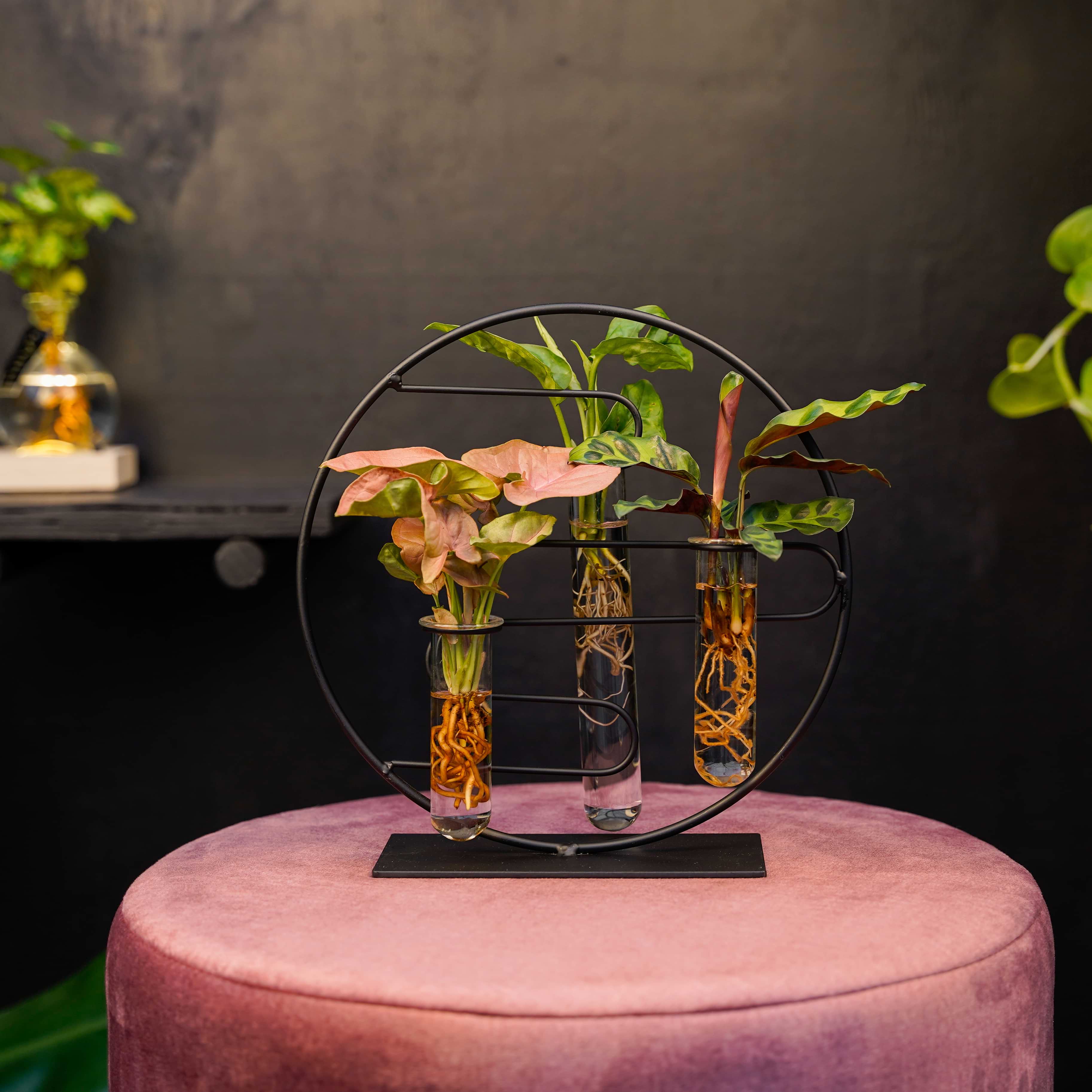 INTENZ® | Dubai | Planten op water | Monstera, Calathea, Syngonium | Hydroponie – intenz