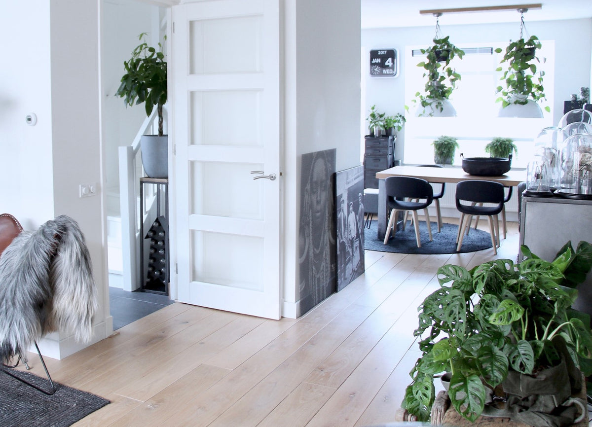 Intenz | Exclusive plants for modern living | Webshop – intenz