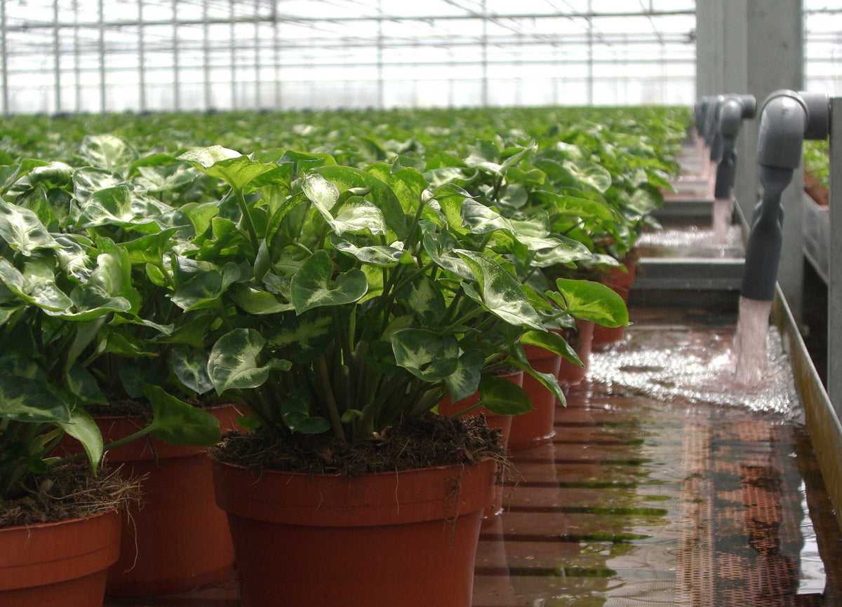 Intenz | Exclusive plants for modern living | Webshop – intenz