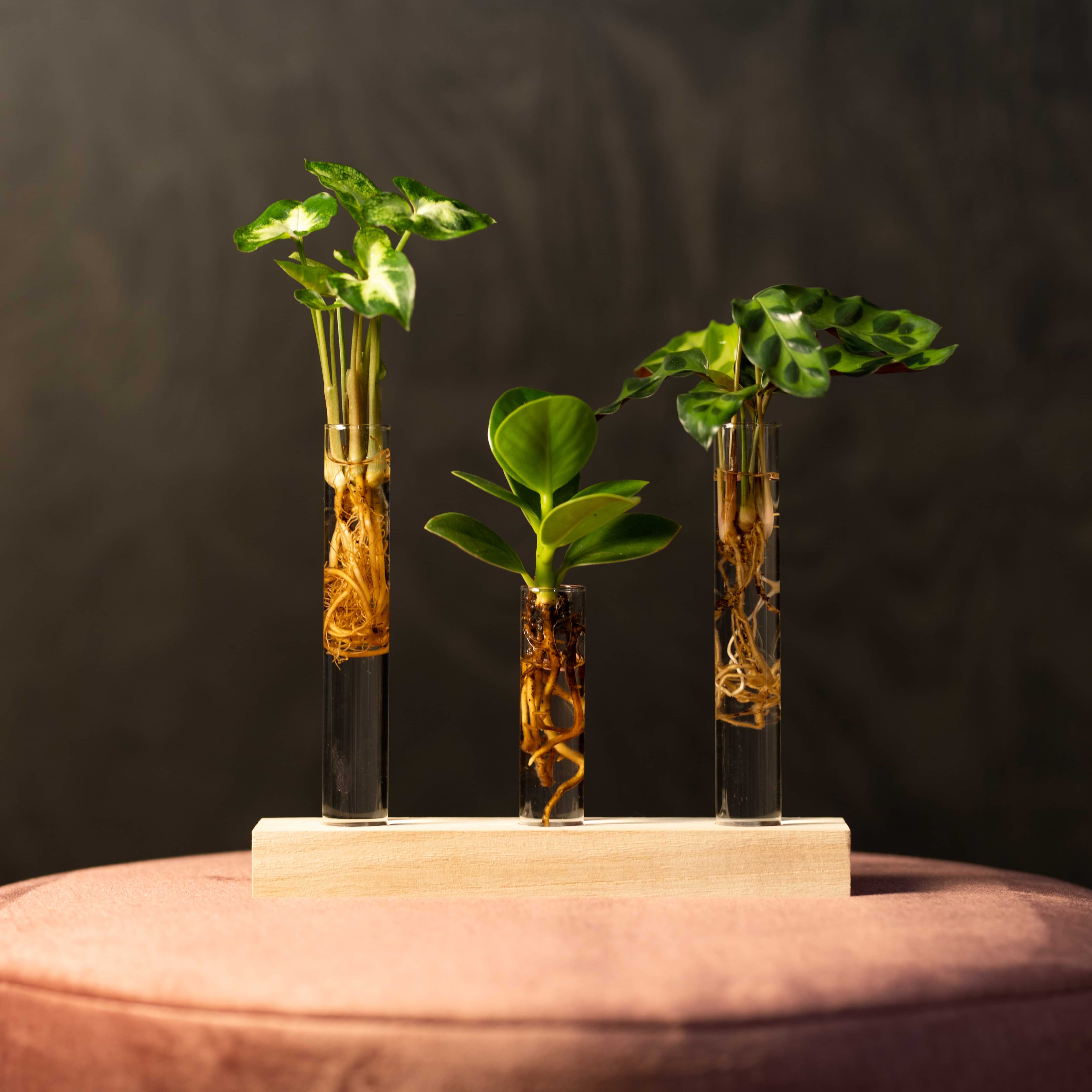INTENZ® | Plant cadeau | Brievenbus plantje | Hydroponie GiftBox ...