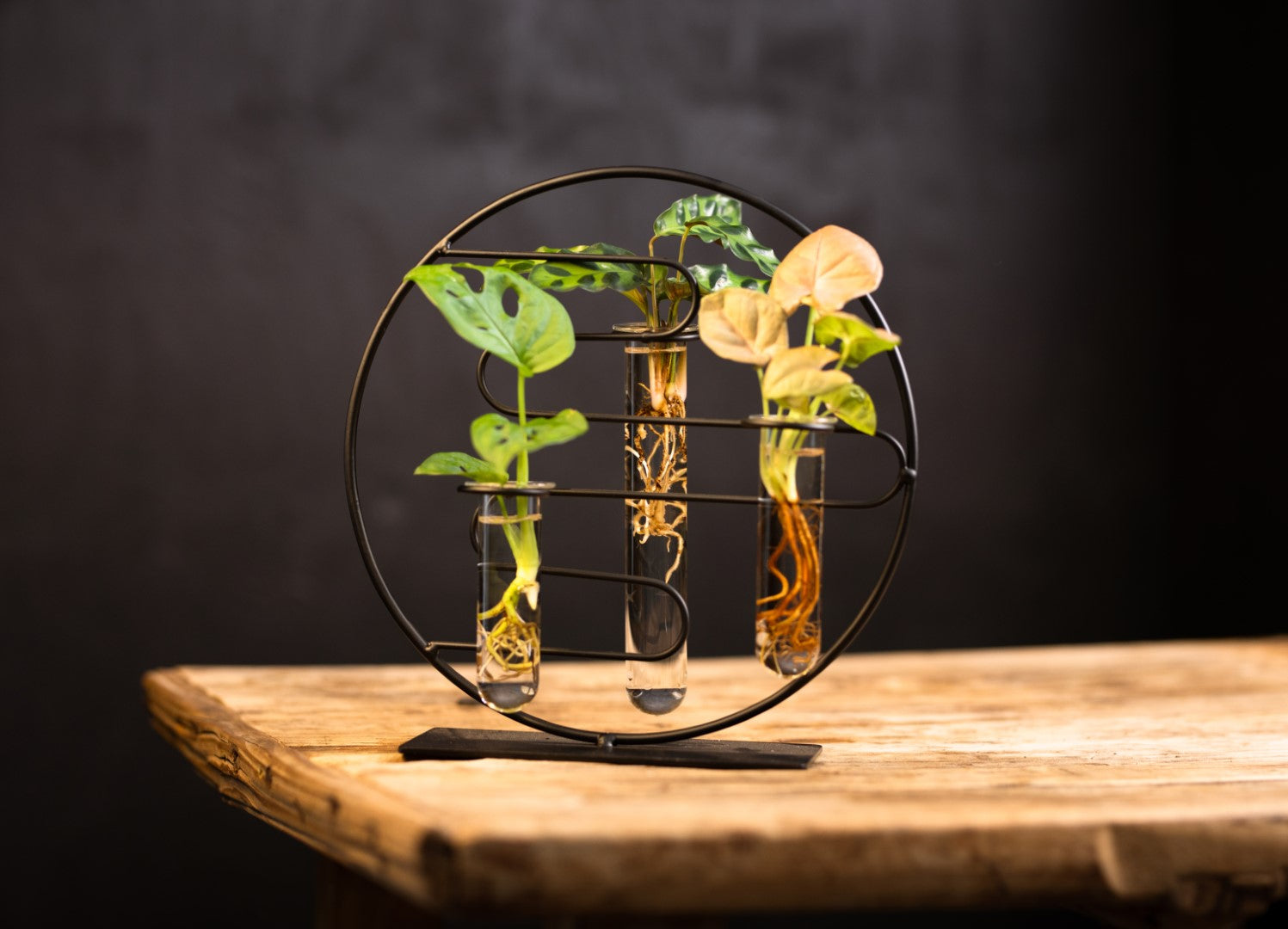 INTENZ® | Dubai | Plants in water | Monstera, Calathea, Syngonium ...
