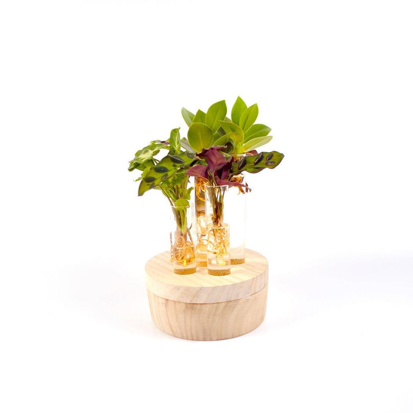 Intenz | Exclusive plants for modern living | Webshop – intenz