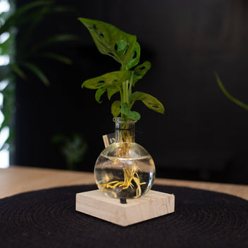 Intenz | Exclusive plants for modern living | Webshop – intenz