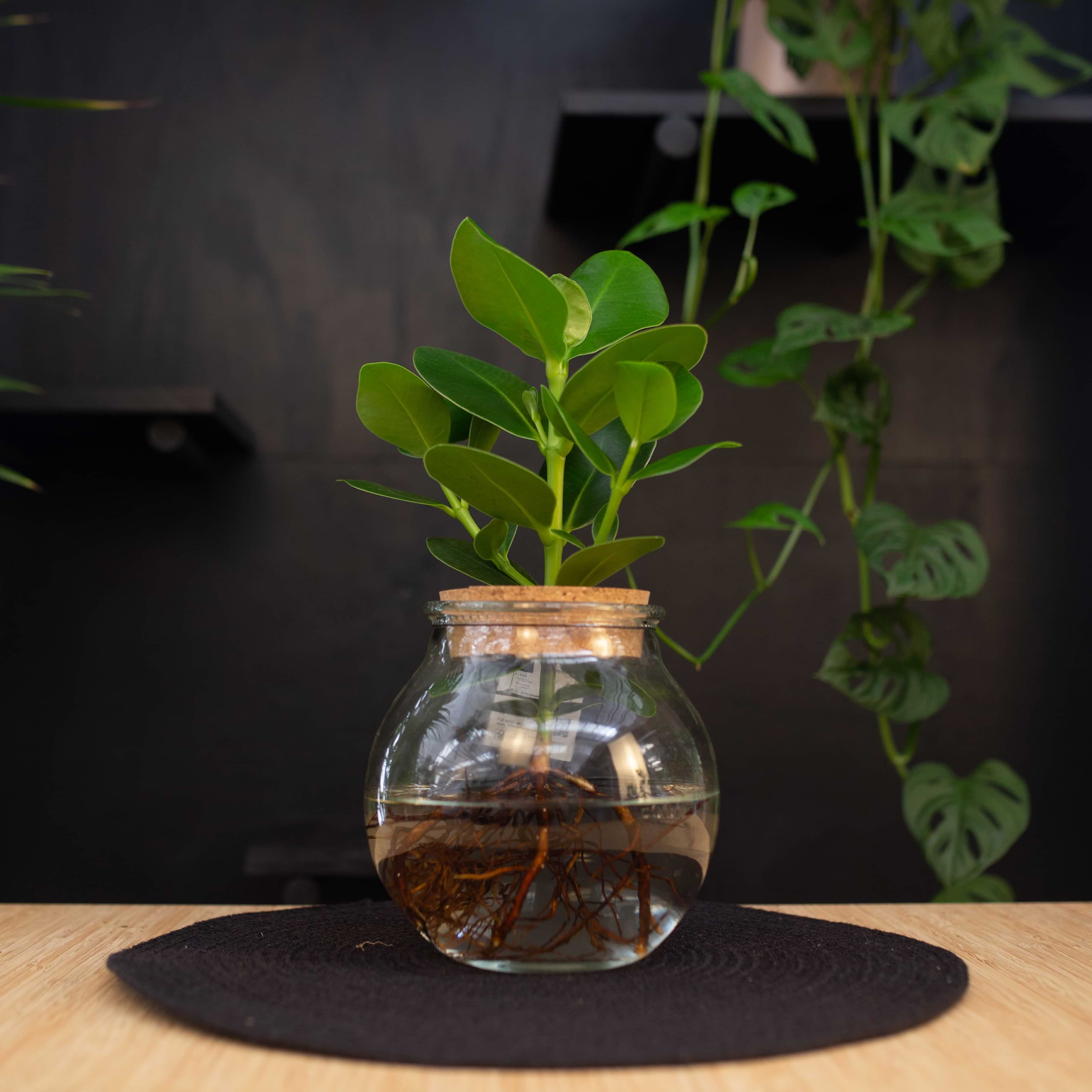 INTENZ® | Bolglas | Plant op water | Clusia Princess | 35cm ...