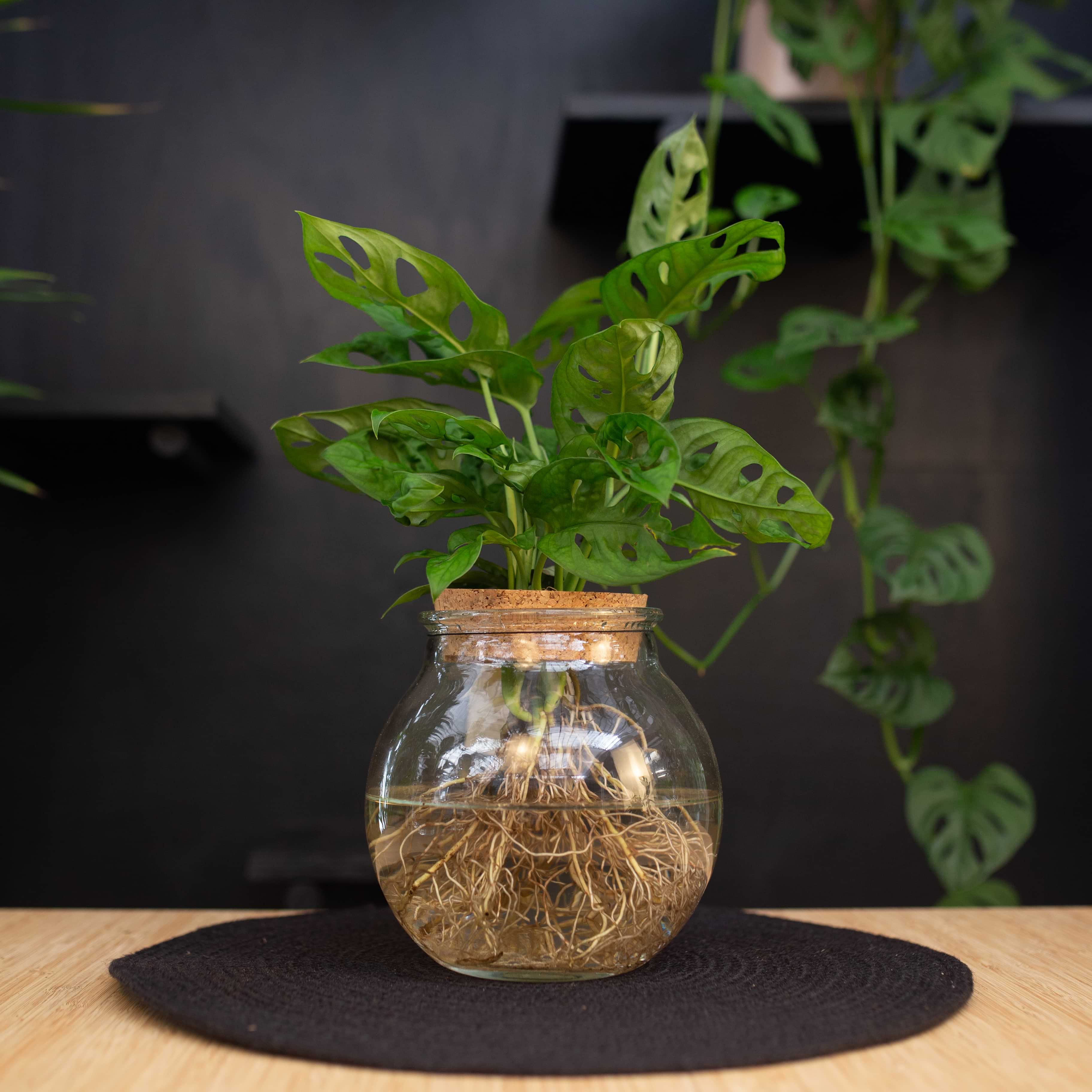 INTENZ® | Bolglas | Plant op water | Monstera | Gatenplant | 35cm ...