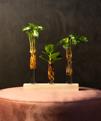 Intenz | Exclusive plants for modern living | Webshop – intenz