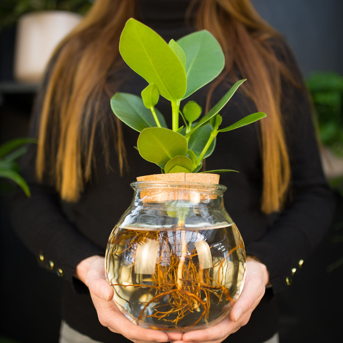 Intenz | Exclusive plants for modern living | Webshop – intenz