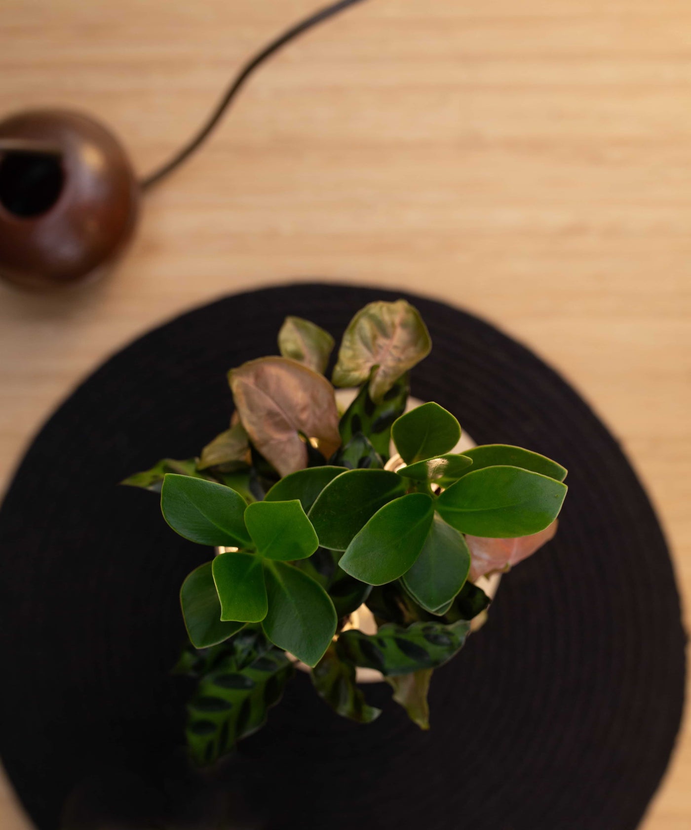 INTENZ® | New York | Plant op water | incl. LED | Glazen buisjes – intenz