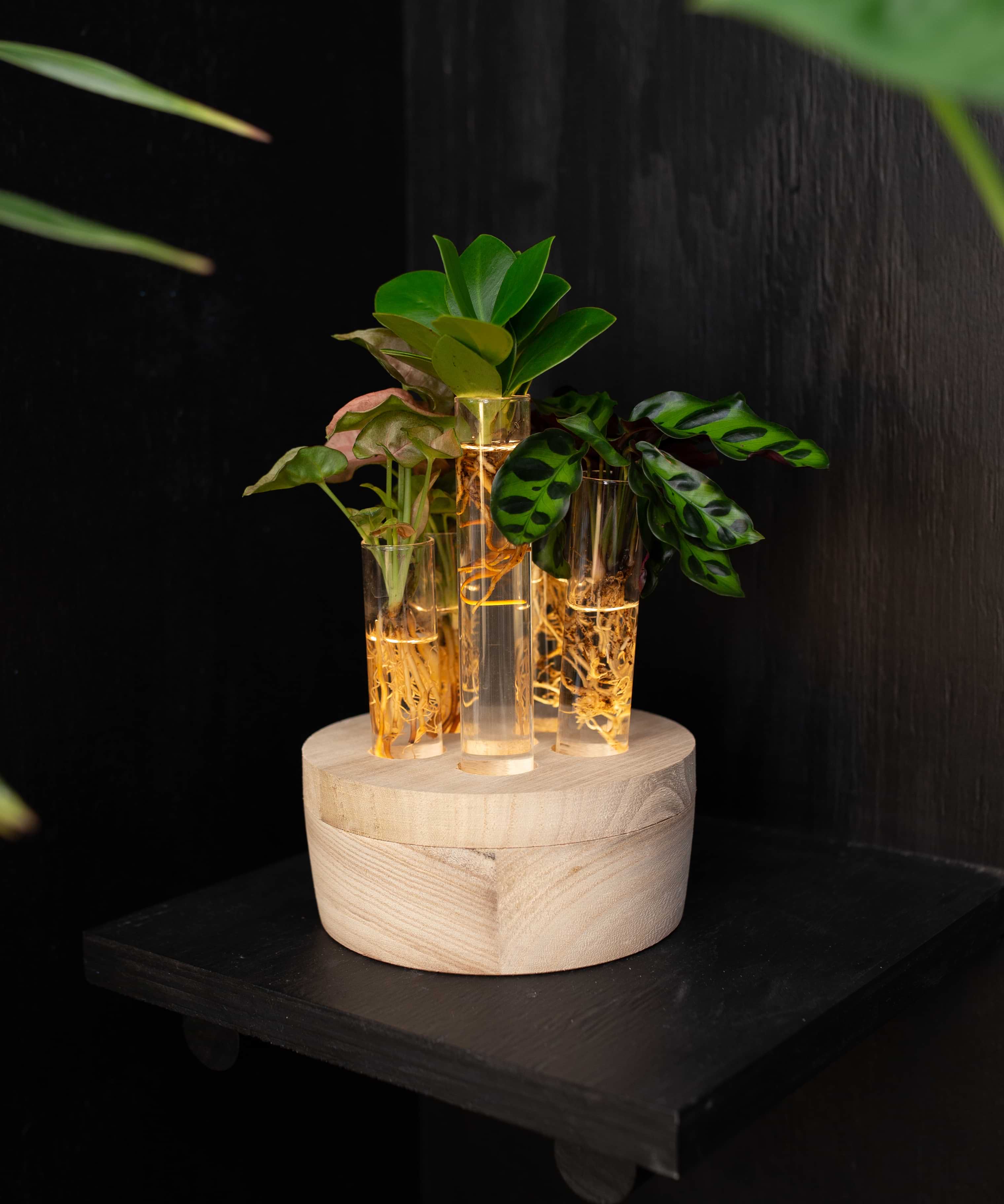 INTENZ® | New York | Plant op water | incl. LED | Glazen buisjes – intenz