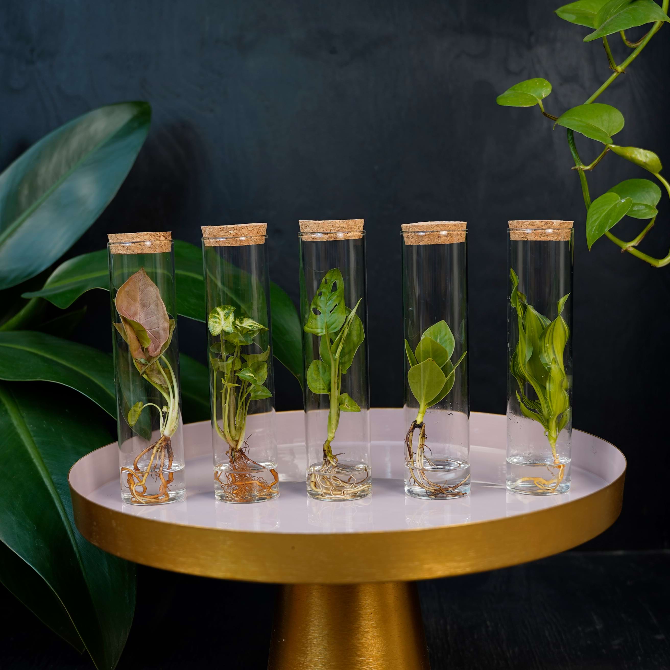 INTENZ® | Tubes | plant in glas | stek naar keuze | per stuk – intenz