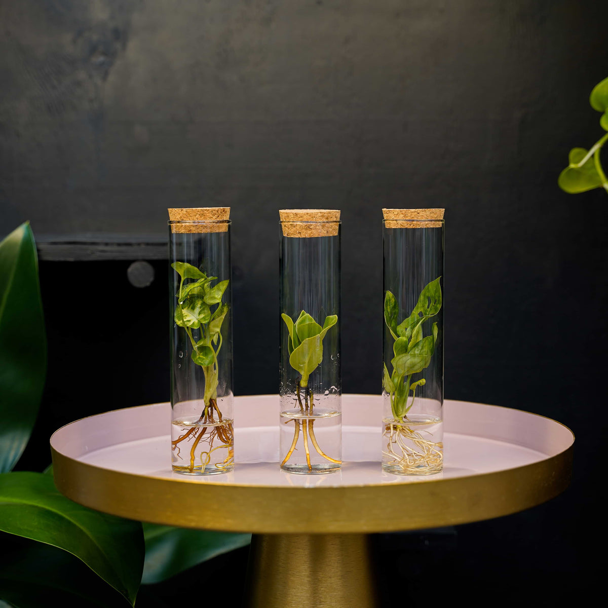 Intenz | Exclusive plants for modern living | Webshop – intenz