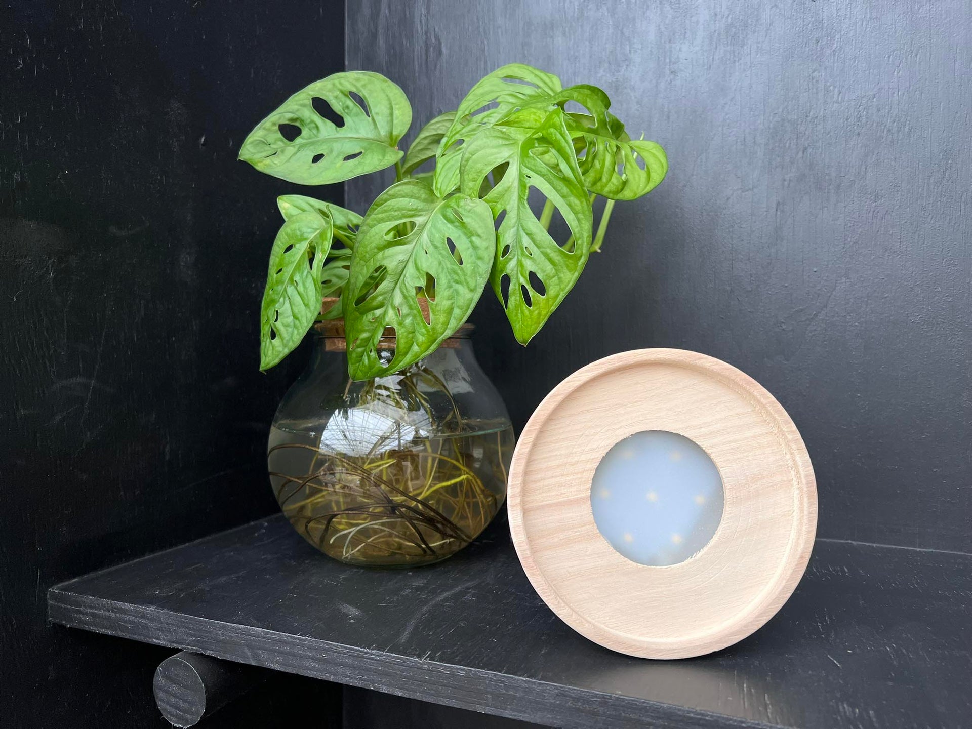 Intenz | Exclusive plants for modern living | Webshop – intenz