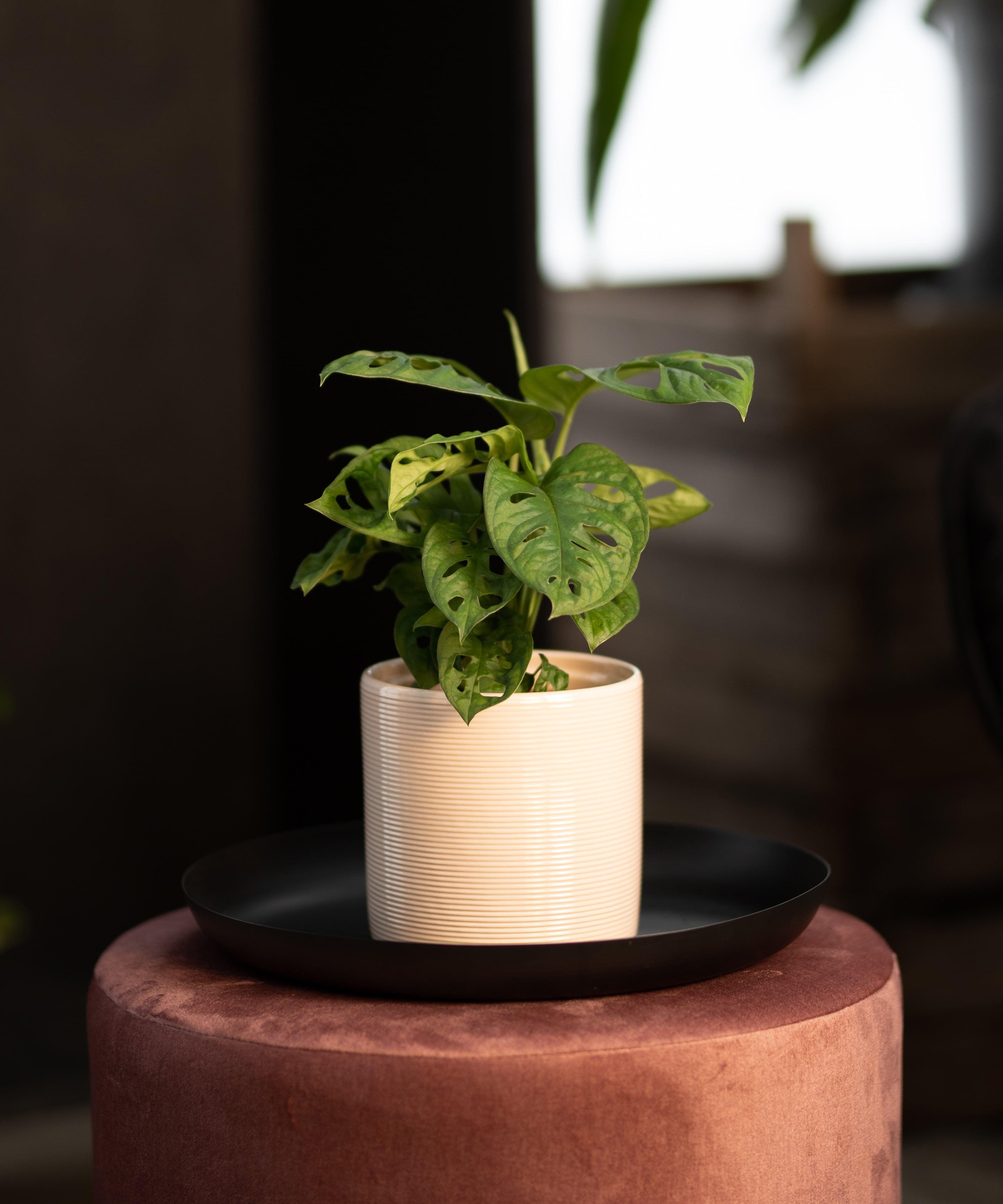 INTENZ® | Monstera Adansonii | Gatenplant | 35cm | kamerplant – intenz