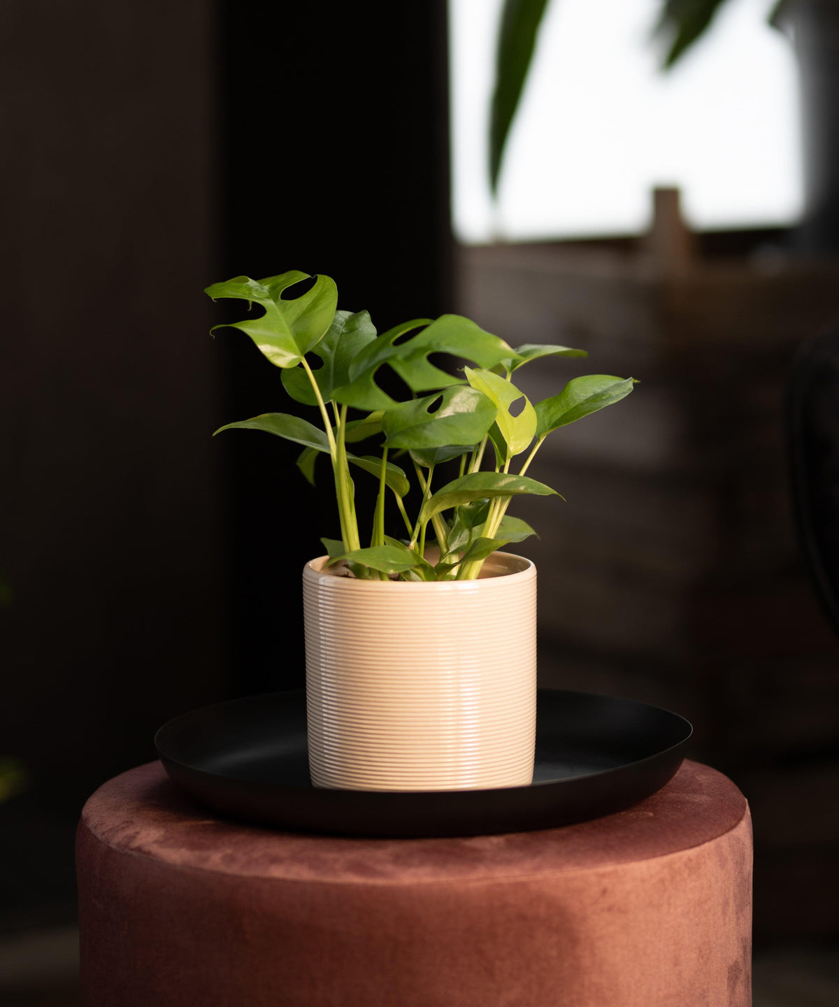 Intenz | Exclusive plants for modern living | Webshop – intenz