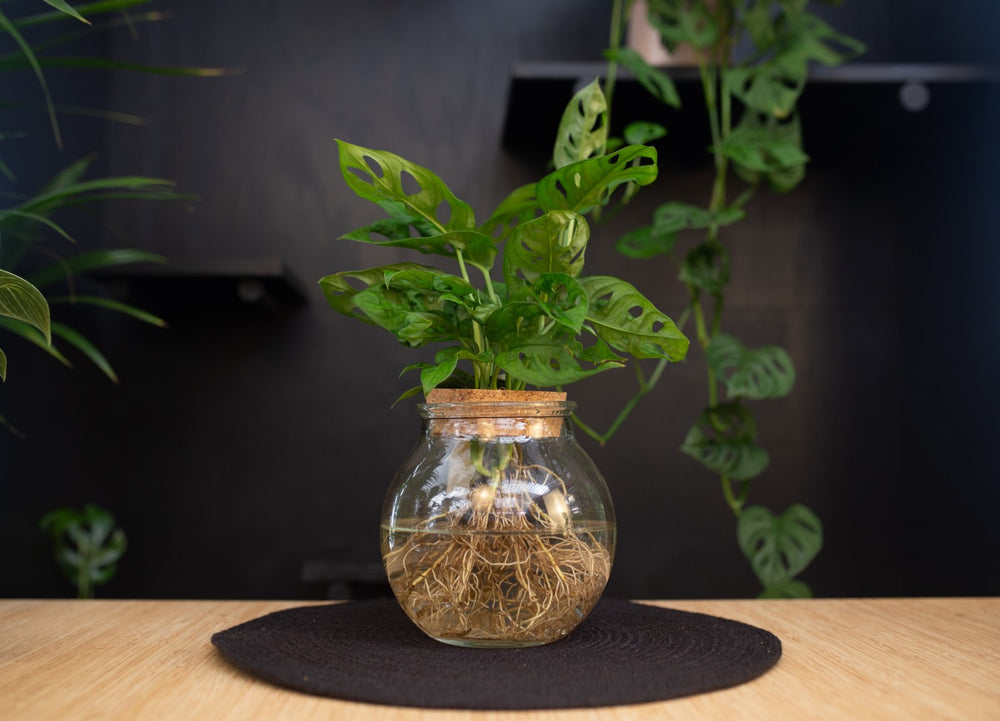 Intenz | Exclusive plants for modern living | Webshop – intenz
