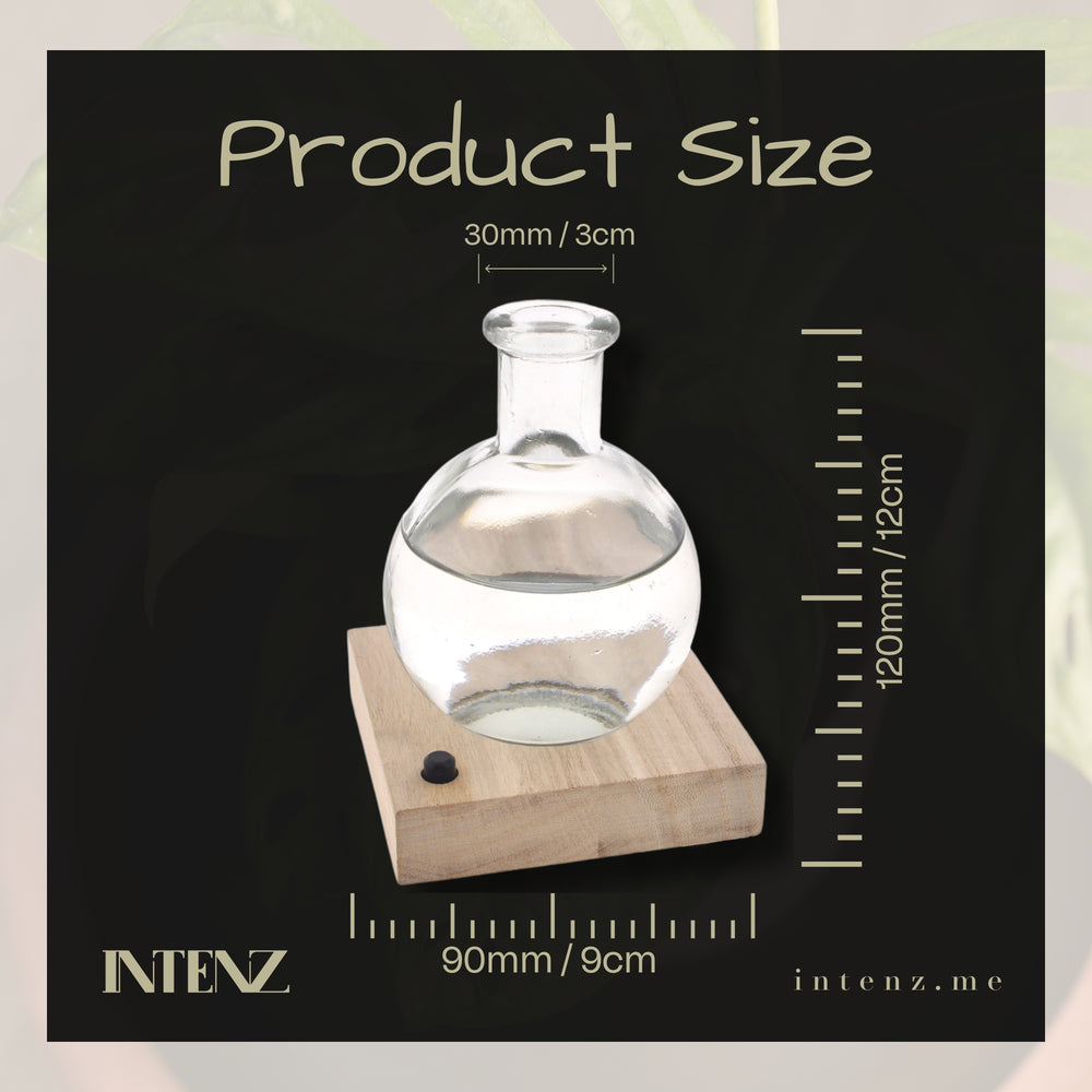 INTENZ® | Samoa | Lichtplantje | Monstera | Plant op water | Gatenplant – intenz