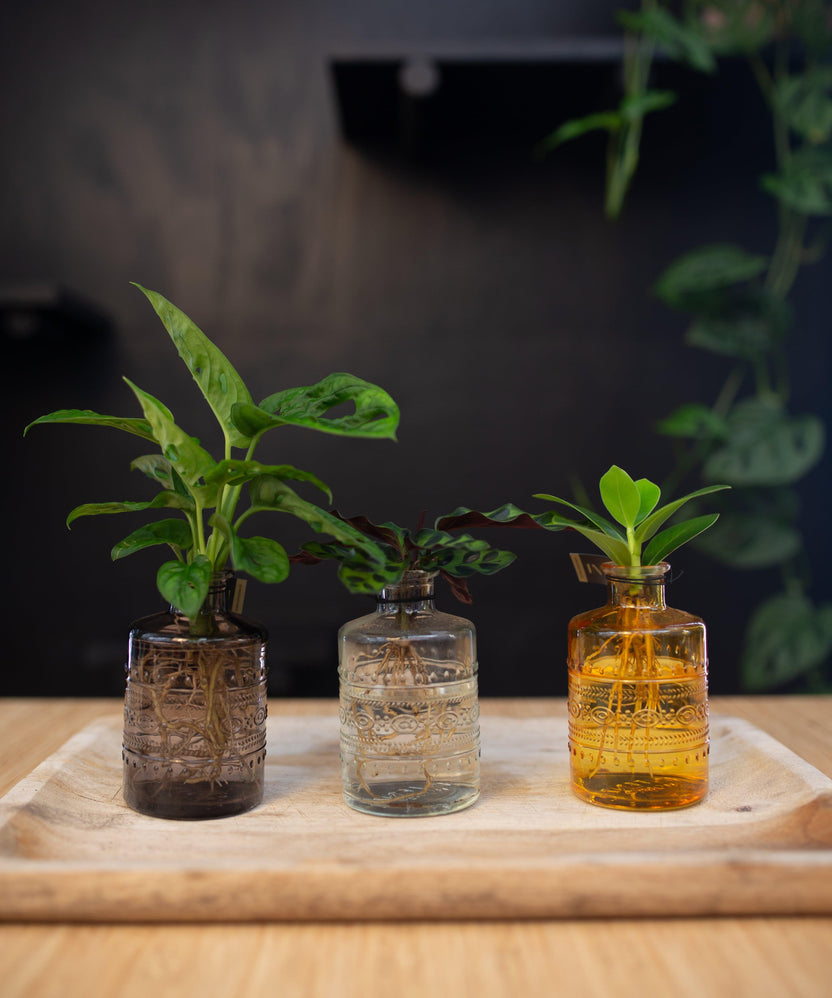 Intenz | Exclusive plants for modern living | Webshop – intenz