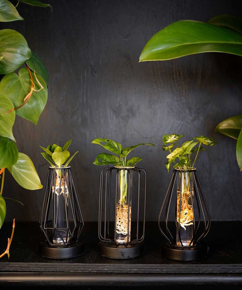 Intenz | Exclusive plants for modern living | Webshop – intenz